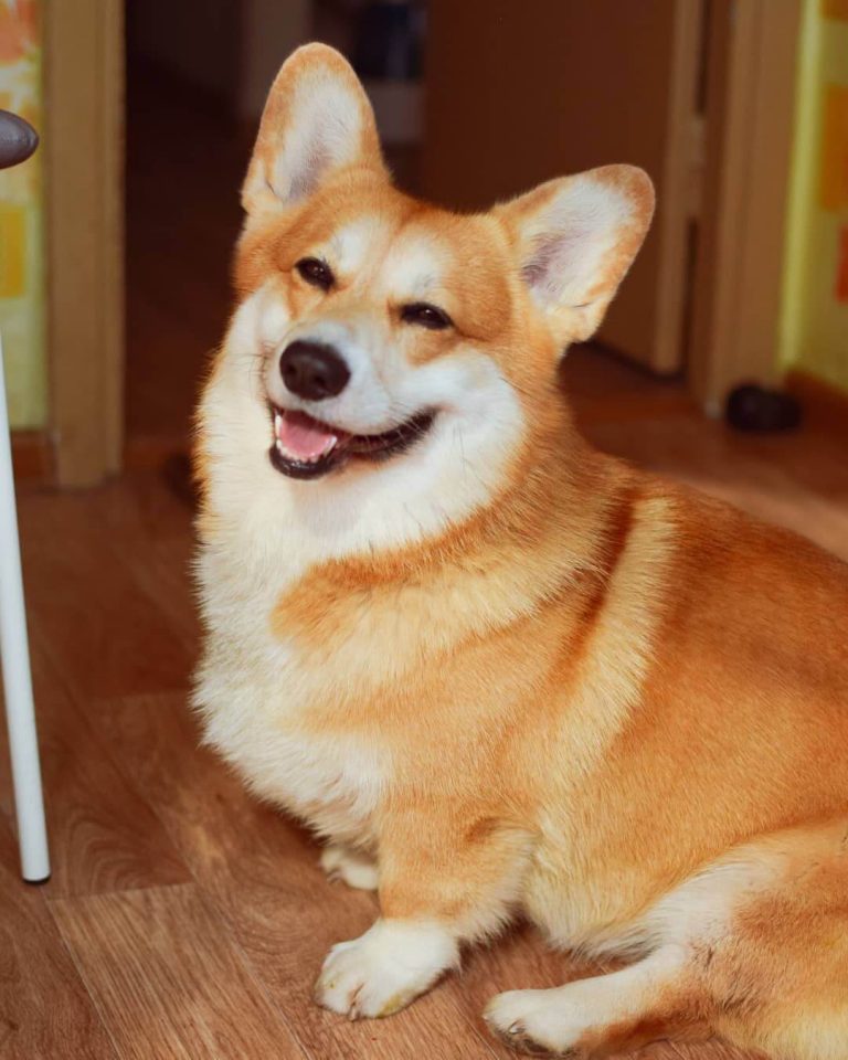15 Corgi Pics That’ll Keep You Smiling Through the Rest of This Winter ...