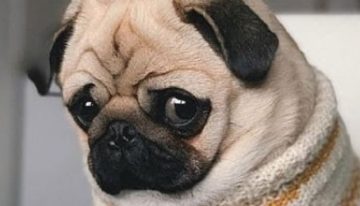 The 14 Cutest Pugs You’ve Ever Seen - The Dogman