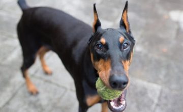 16 Entertaining Nail Designs for Doberman Pinscher Owners - The Dogman