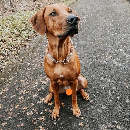 14 Things About Rhodesian Ridgebacks You Should Know - The Dogman