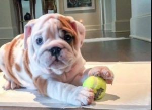 15 Funny English Bulldog Memes Will Make Your Day - The Dogman