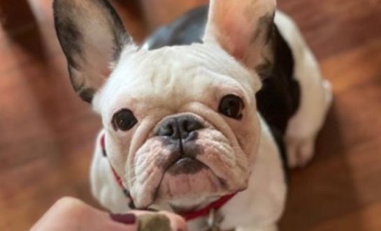 15 Interesting Facts About French Bulldogs - The Dogman