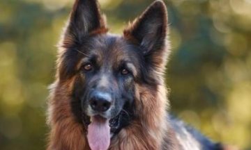 12 Reasons Why Your German Shepherd Is Staring At You Right Now - The ...