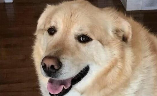 16 Best Labrador Memes to Set the Mood - The Dogman