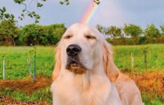 16 Best Golden Retriever Memes - The Dogman