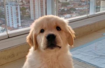 16 Funny Golden Retriever Memes That Are Here To Put A Smile On Our ...