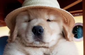 16 Funny Golden Retriever Memes That Are Here To Put A Smile On Our ...