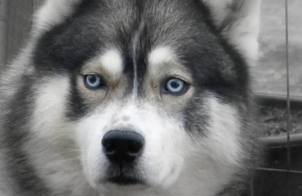 10 Most Popular Dog Breeds in Russia - The Dogman