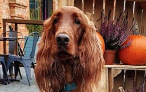 14 Things That Make Your Irish Setter Happy - The Dogman