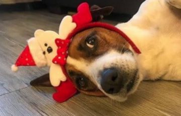 15 Funny Jack Russell Memes To Make Your Day! - The Dogman