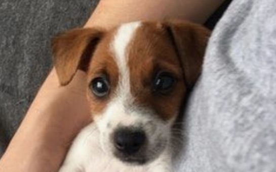 15 Funny Jack Russell Memes To Make Your Day! - The Dogman