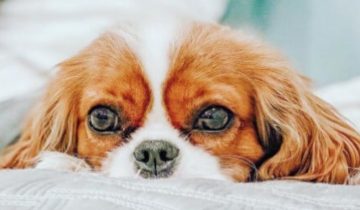 15 Best Cavalier King Charles Spaniel Memes - The Dogman