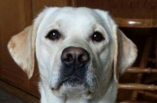 20 Gorgeous Labrador Retriever Mixes You Just Have To See - The Dogman