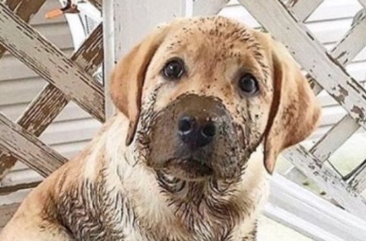 14 Pictures That Prove That Labrador Owners Are The Happiest People ...