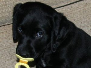 14 Pictures That Prove Labradors Are Perfect Weirdos - The Dogman