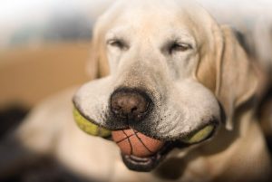 14 Pictures That Prove Labradors Are Perfect Weirdos - The Dogman