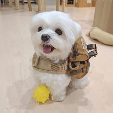 16 Pictures That Prove Maltese Are Perfect Weirdos - The Dogman