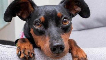 14 Facts About Big Personalities Of Miniature Pinschers - The Dogman