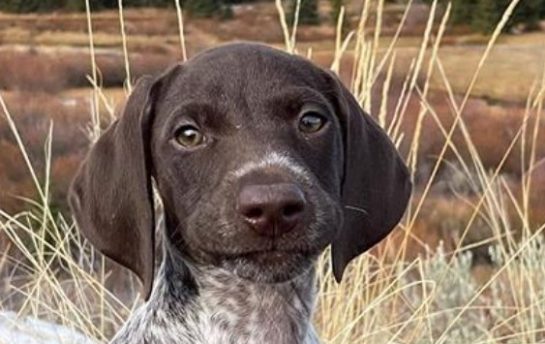 15 Cool Facts About Pointers - The Dogman