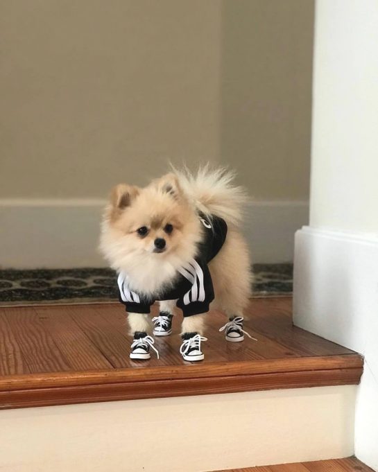 15 Absolutely Hilarious Pomeranian Dogs - The Dogman