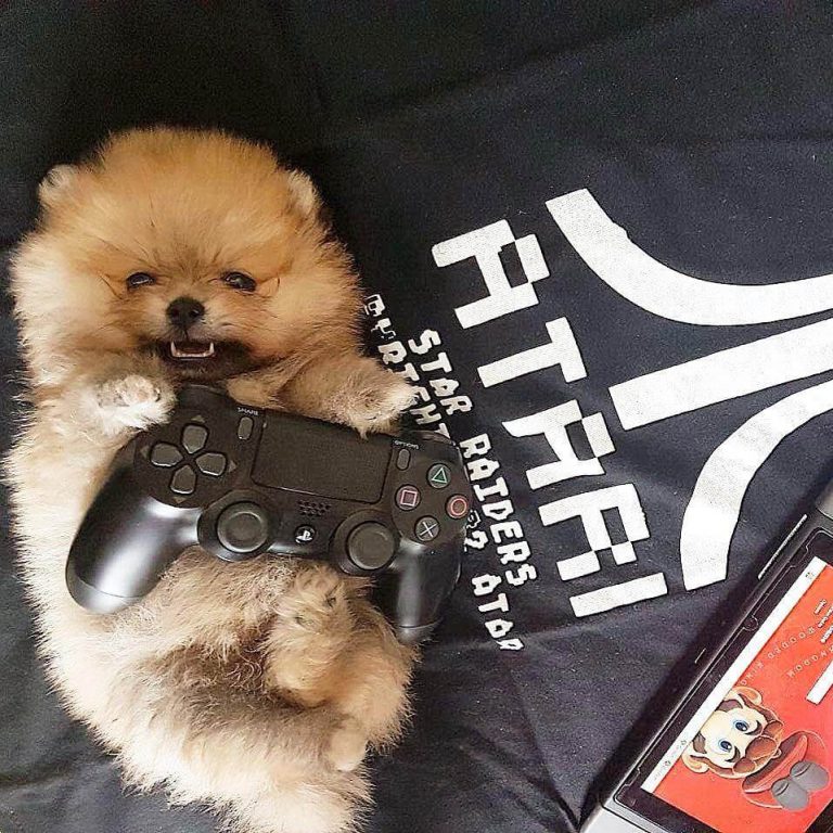 16 Absolutely Hilarious Pomeranian Pictures - The Dogman