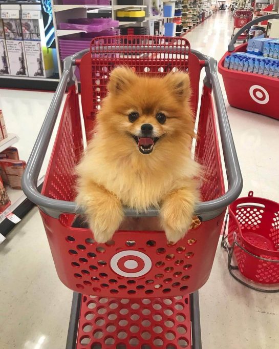 16 Absolutely Hilarious Pomeranian Pictures - The Dogman