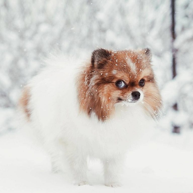 16 Absolutely Hilarious Pomeranian Pictures - The Dogman