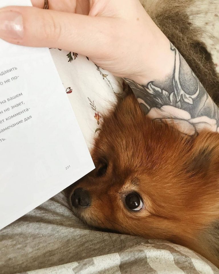 14 Absolutely Hilarious Pomeranian Dog Pics - The Dogman