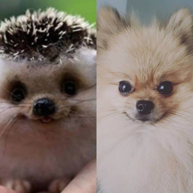 14 Absolutely Hilarious Pomeranian Dog Pictures - Page 4 of 5 - The Dogman