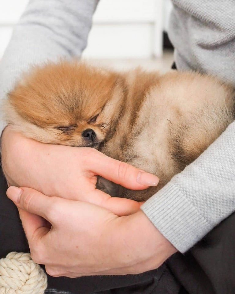 15 Absolutely Hilarious Pomeranian Dog Pictures - Page 2 of 5 - The Dogman