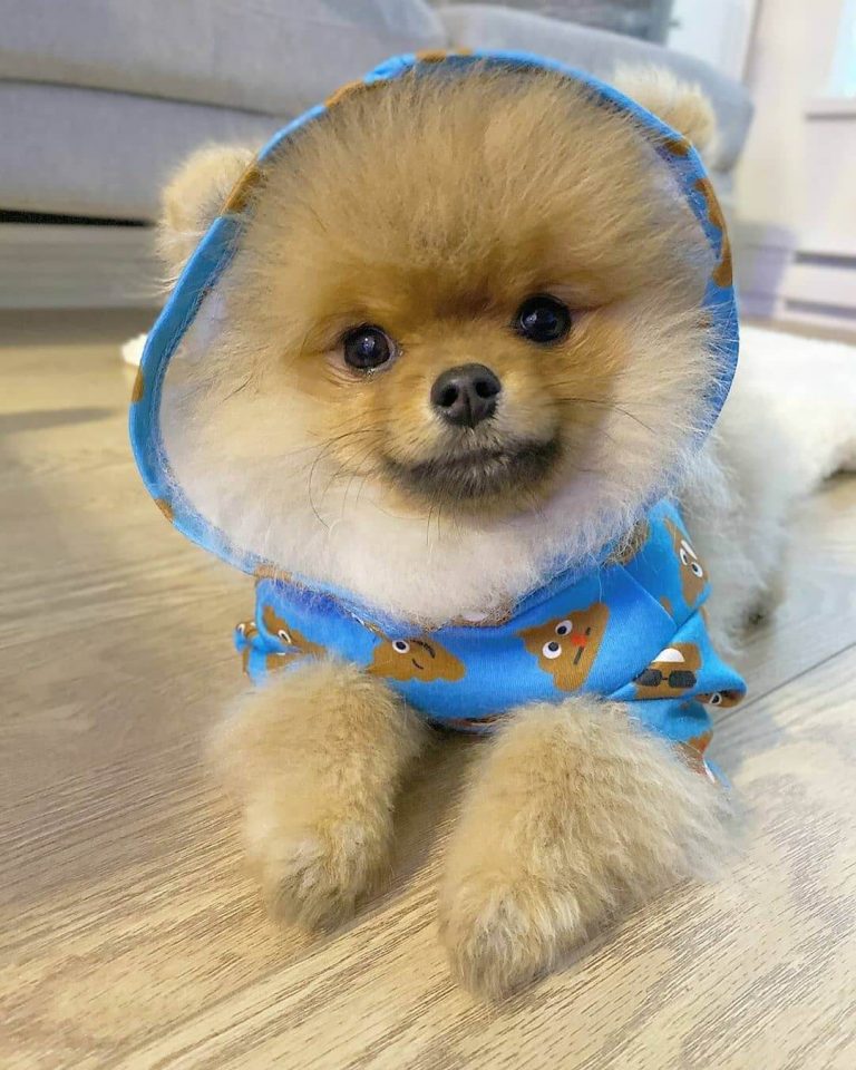 15 Absolutely Hilarious Pomeranian Dog Pictures - Page 4 of 5 - The Dogman
