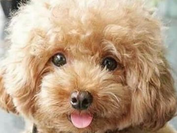 14 Things Pekingese Owners Must Never Forget | The Dogman