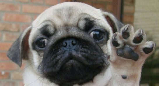 14 Pictures of Pugs That Will Cheer You Up - The Dogman