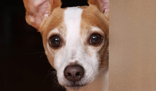 15 Cool Facts About Rat Terriers - The Dogman