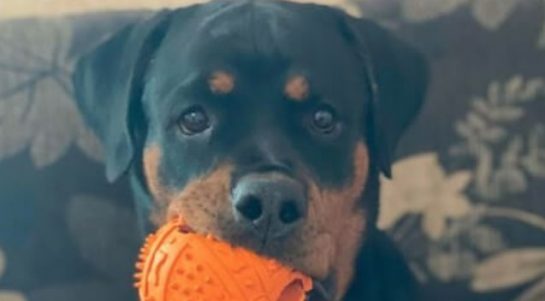 Buckhound: A Comprehensive Guide to the Hunting Breed - The Dogman