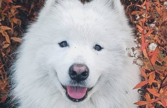15 Coolest Dog Costumes for Samoyeds - The Dogman