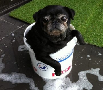 14 Pictures of Pugs That Will Cheer You Up - The Dogman