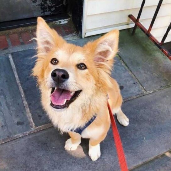 14 Things Only Corgi Parents Can Understand - The Dogman