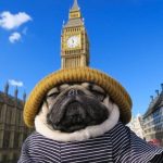 14 Pictures That Prove That Pug Owners Are The Happiest People - The Dogman
