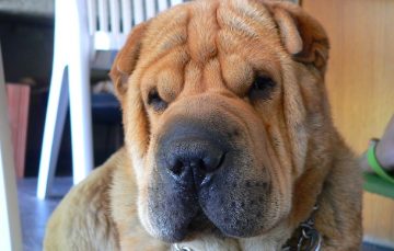 14 Pictures of Shar-Peis That Will Cheer You Up - The Dogman