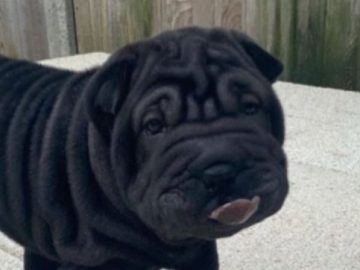 14 Shar-Pei Pics That Will Make You Laugh | The Dogman