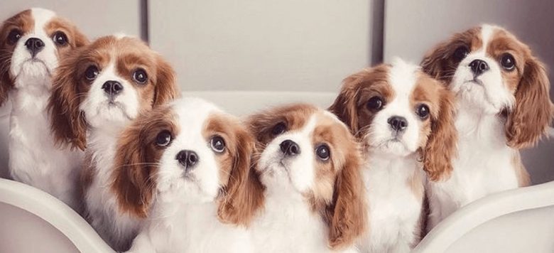 15 Interesting Facts About Cavalier King Charles Spaniels - The Dogman