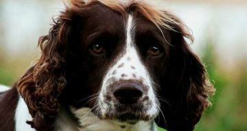 14 Springer Spaniel Photos That Will Raise Your Mood - The Dogman