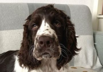 16 Best Springer Spaniel Memes So You Won't Be Sad - The Dogman