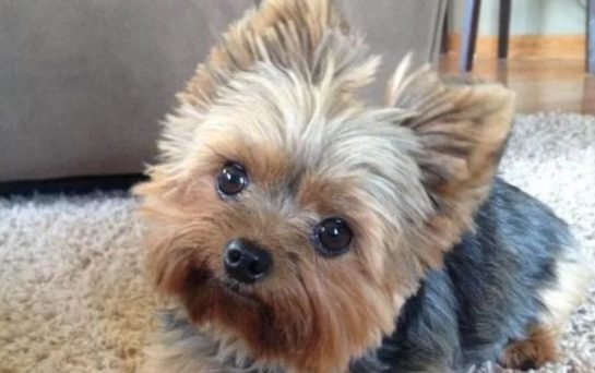 15 Interesting Facts About Yorkies - The Dogman