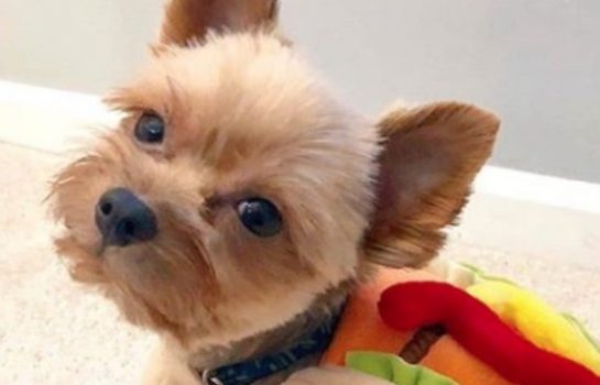 The 24 Awesome Yorkie Tattoo Designs In The World - The Dogman