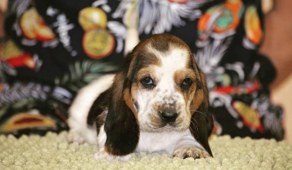 95 Male Basset Hound Names - The Dogman