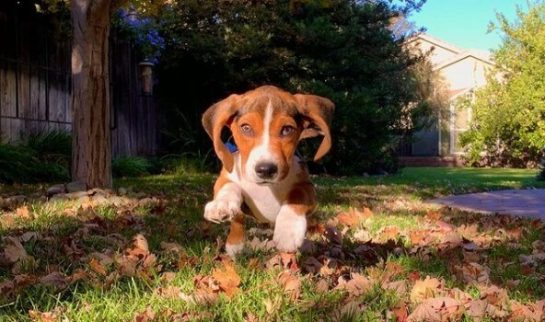 74 Dog Names That Mean “Survivor” - The Dogman