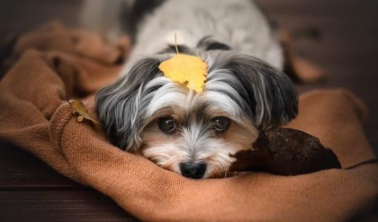 74 Dog Names That Mean “Survivor” - The Dogman