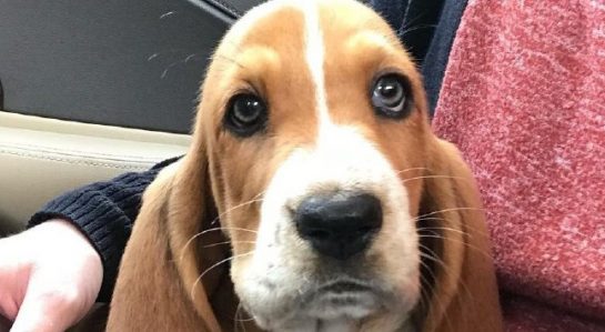 15 Interesting Facts About Cavalier King Charles Spaniels - The Dogman